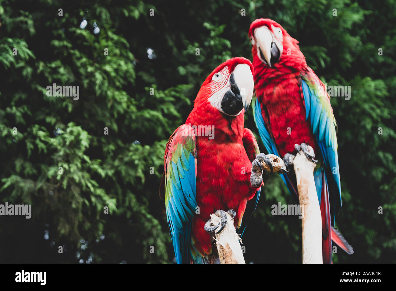 Red scarlet macaw on branch, colorful parrot bird. Wild life and ...
