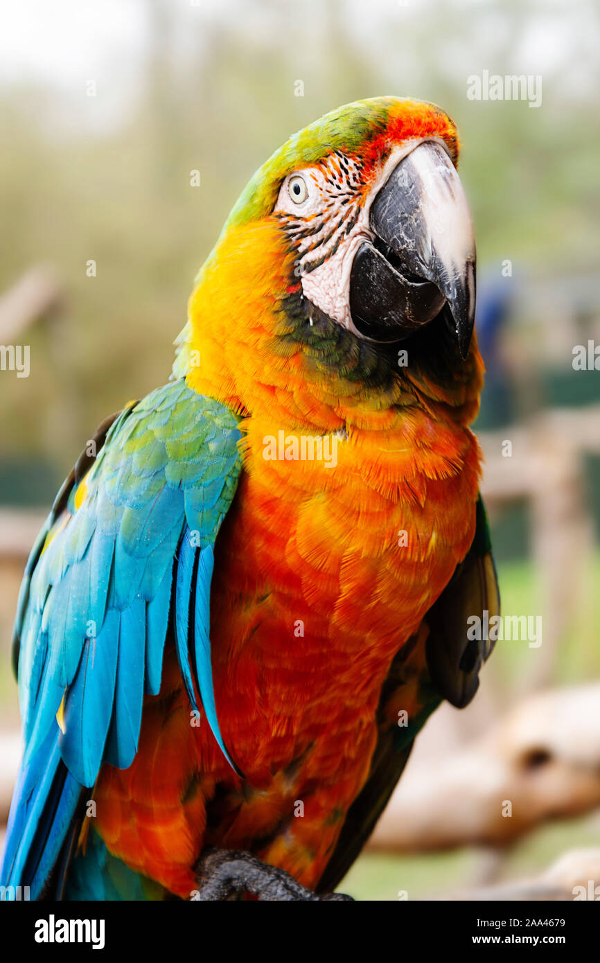 Macaw parrot on branches, blue, yellow, orange colorful parrots at the ...