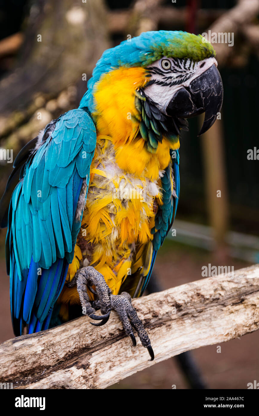 Macaw parrot on branches, blue yellow colorful parrots at the zoo Stock ...