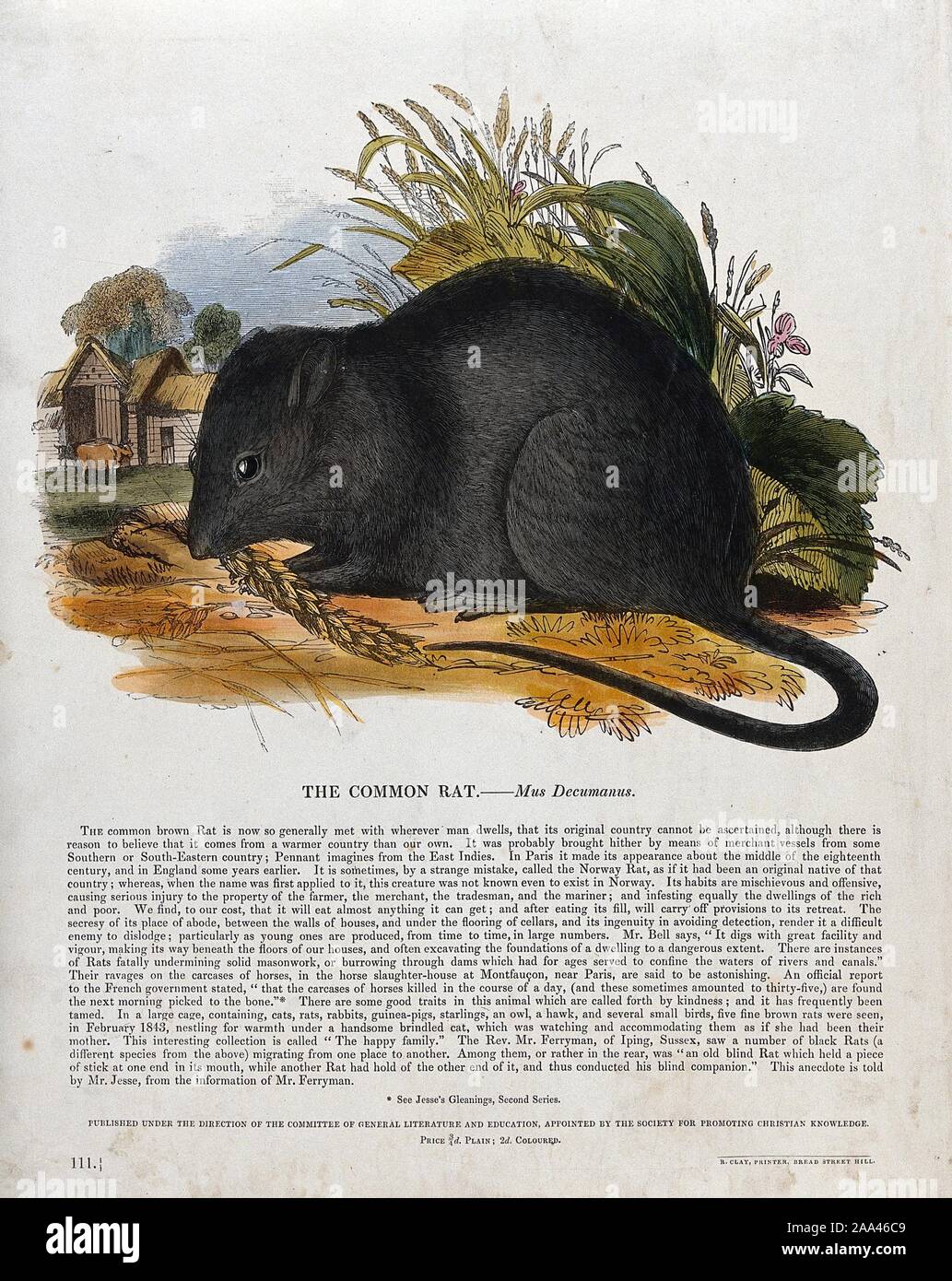 Farmyard rat hi-res stock photography and images - Alamy