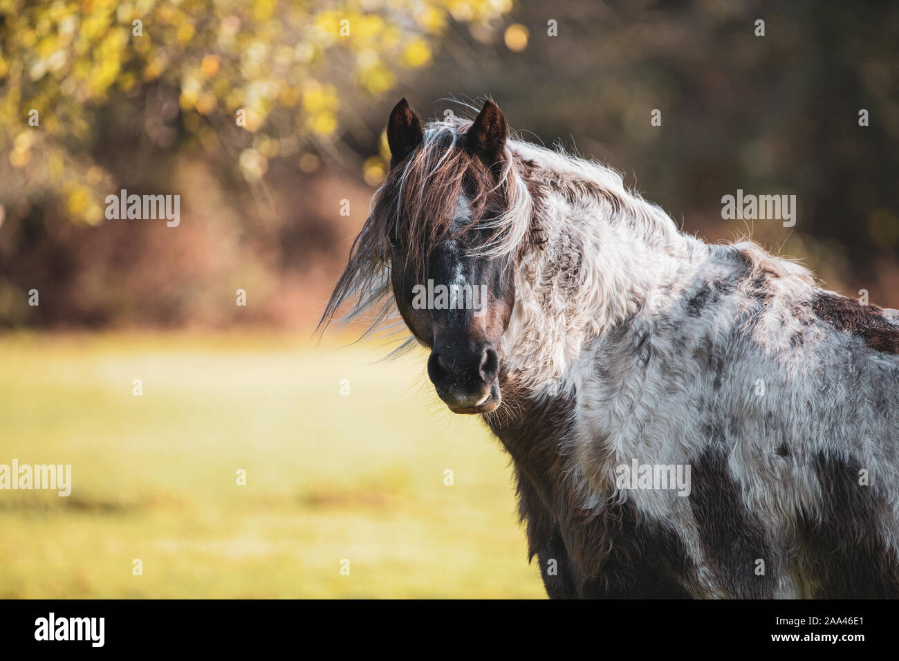Swallowfield hi-res stock photography and images - Alamy