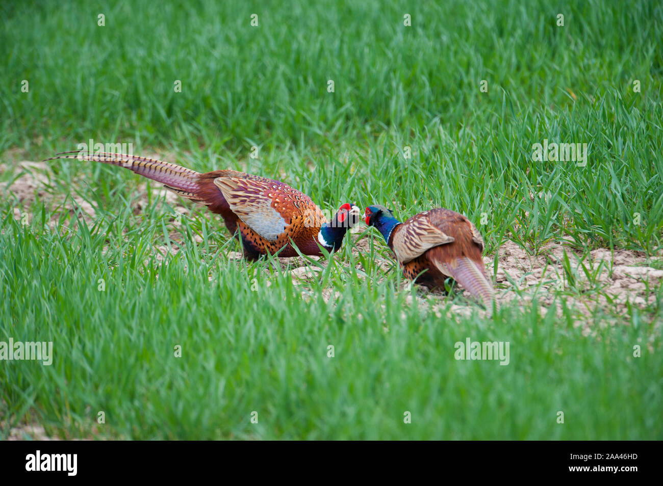 Ring necked pheasants hi-res stock photography and images - Alamy