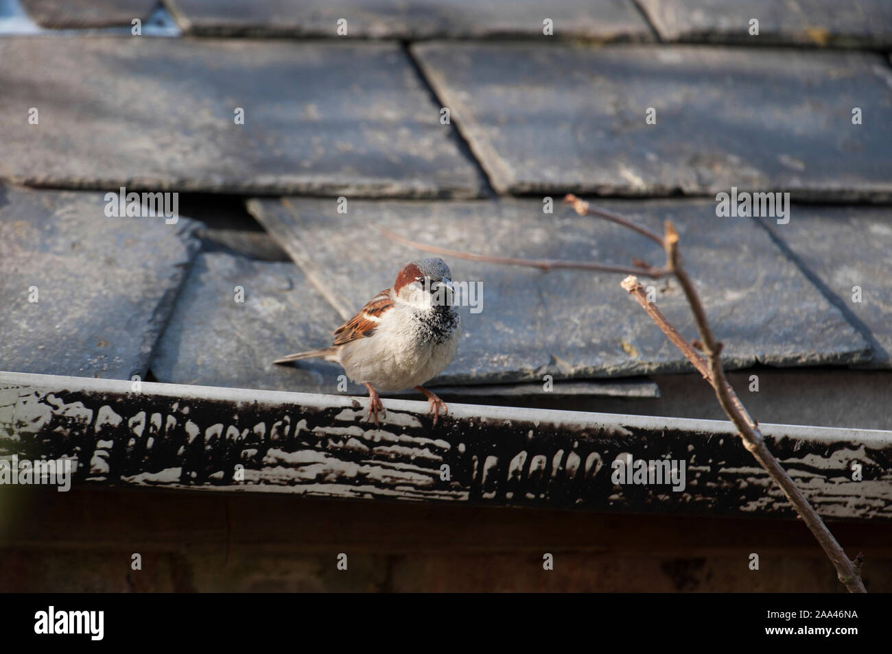 Sparrows on the roof hi-res stock photography and images - Alamy