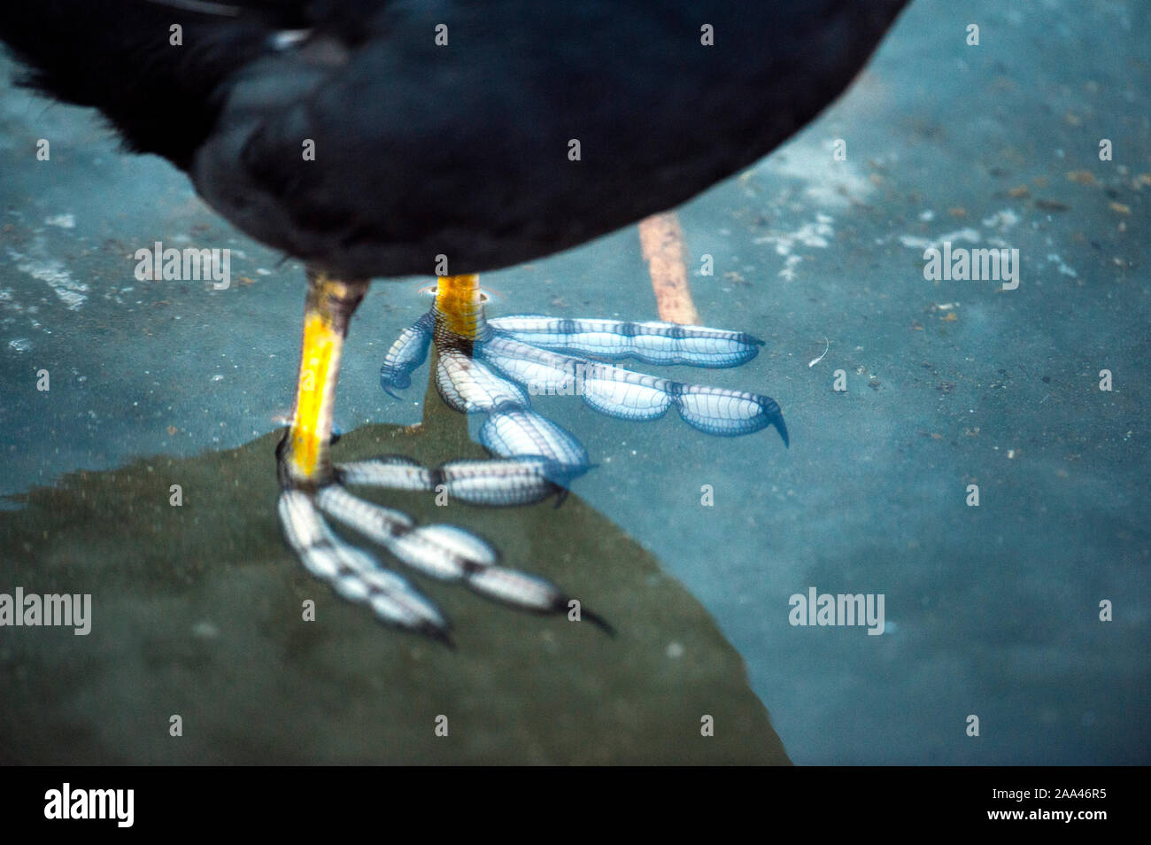 Feet types hi-res stock photography and images - Alamy