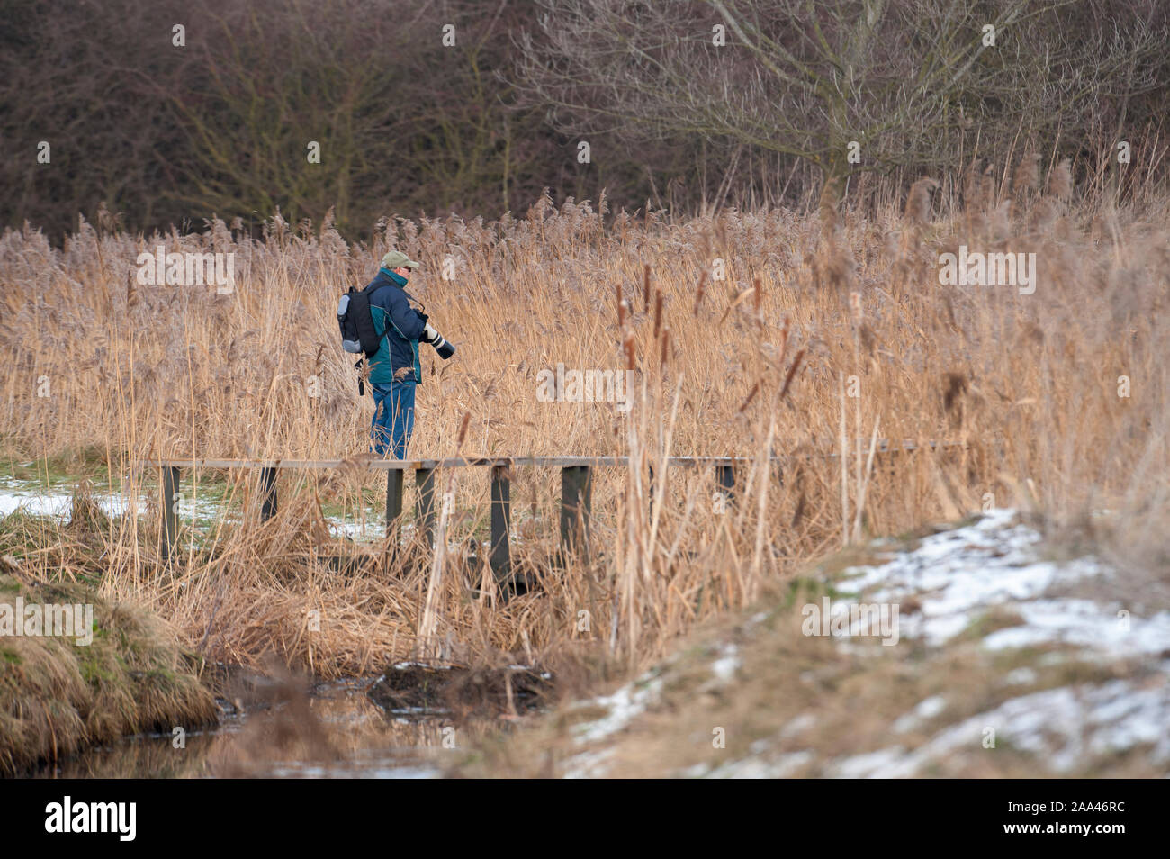 Wildlife photographer standing in reedbed waiting for an opportunist ...