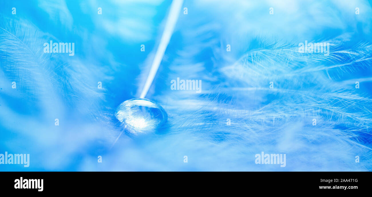 Transparent drop of water on blue feather of bird with soft light ...
