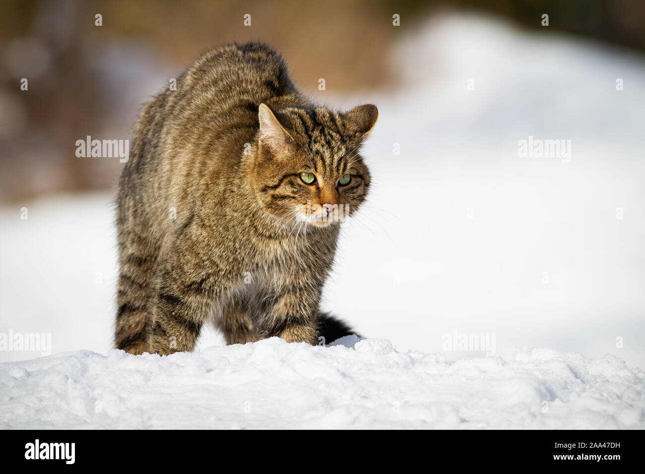 Male felis silvestris european wild cat hi-res stock photography and ...