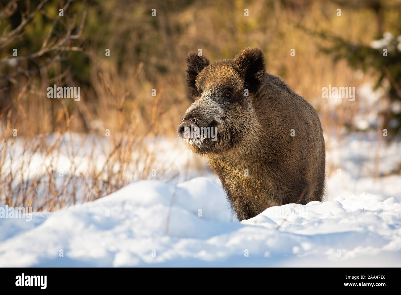 Happy wild boar hi-res stock photography and images - Alamy