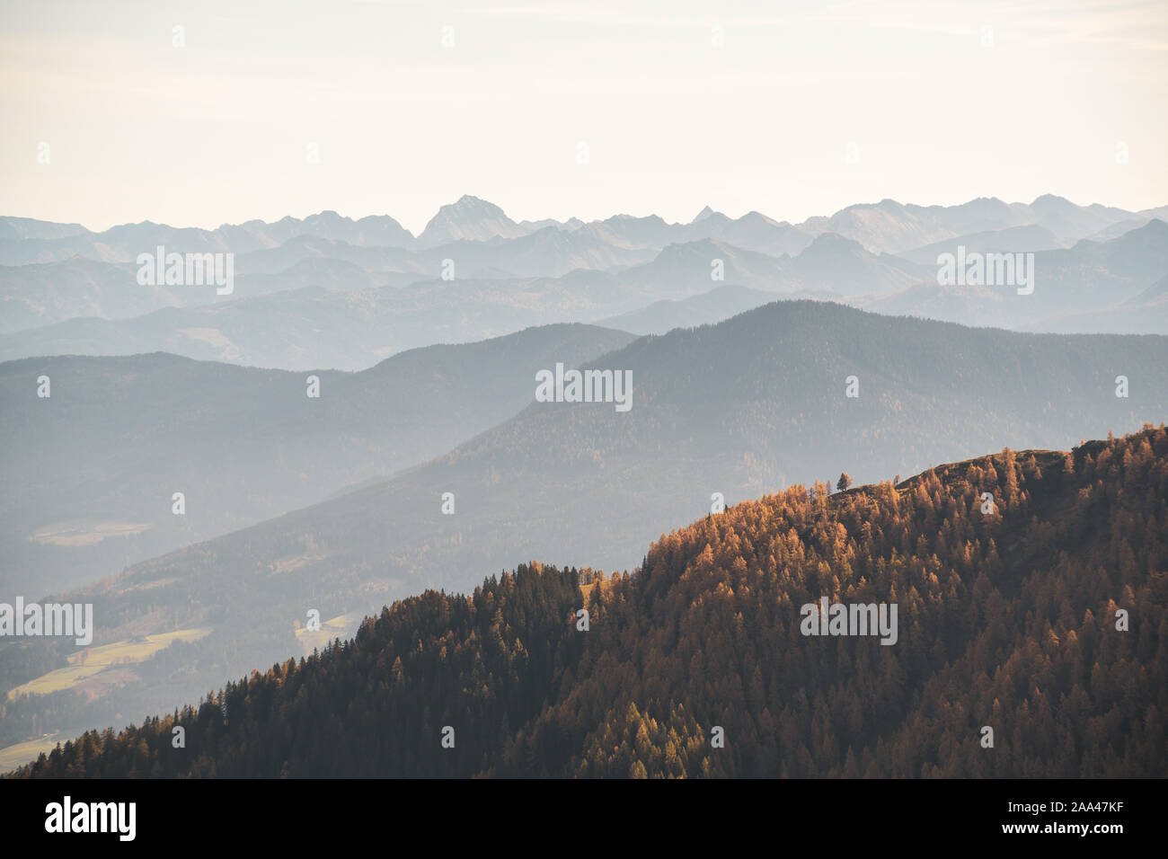 Austrian larch hi-res stock photography and images - Alamy
