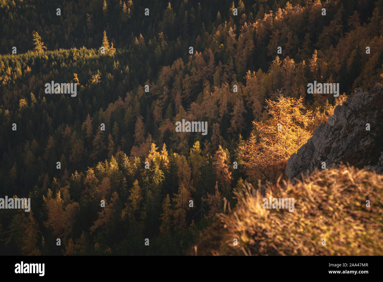 Larch tree forest in the Austrian Alps, Salzburg, Austria Stock Photo ...