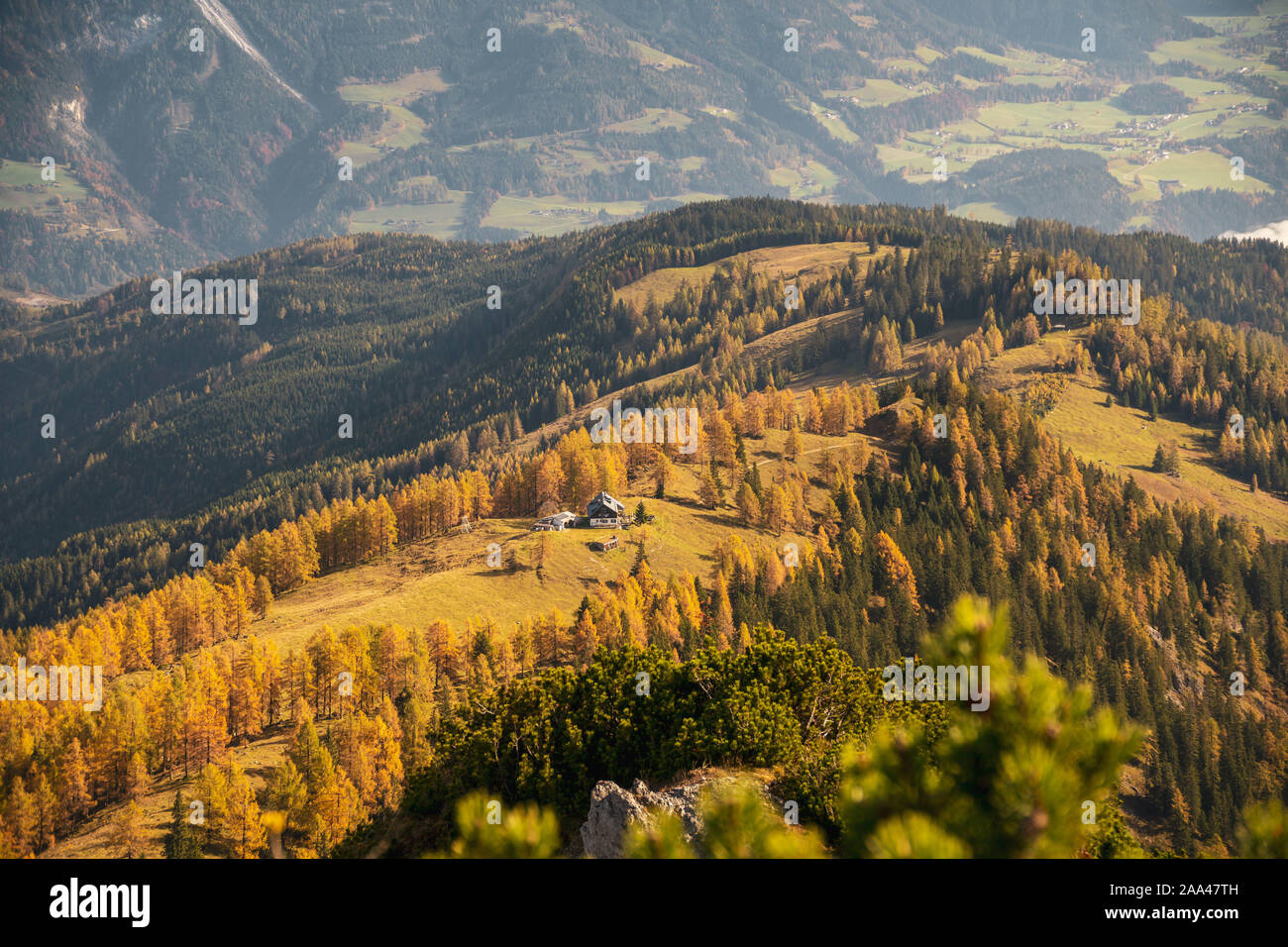 Larch tree forest in the Austrian Alps, Salzburg, Austria Stock Photo ...