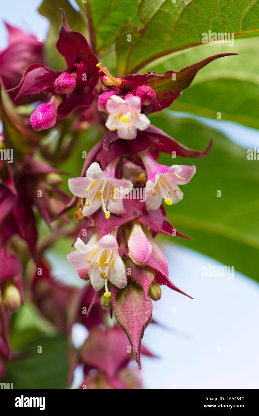 Terminal flowers hi-res stock photography and images - Alamy