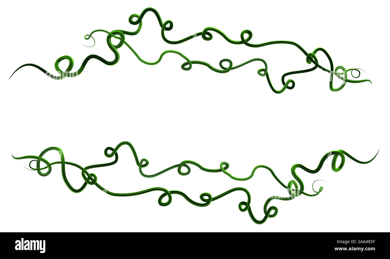 Plant vines green growing twisting curly decoration empty line, 3d ...