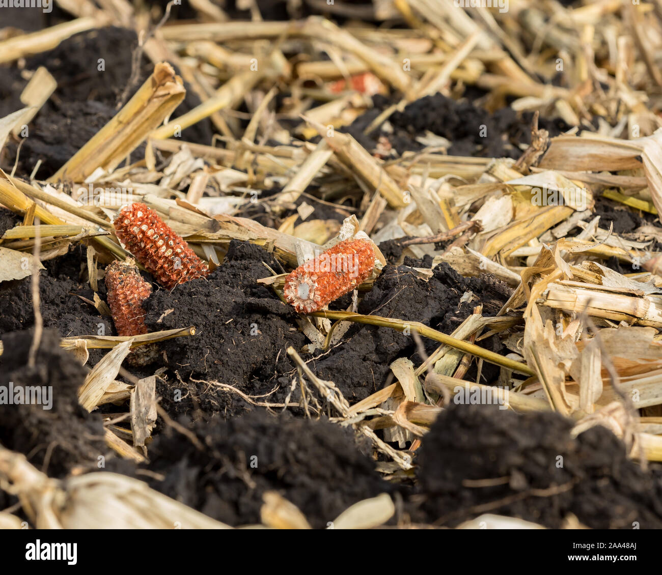 Dirt clods hi-res stock photography and images - Alamy