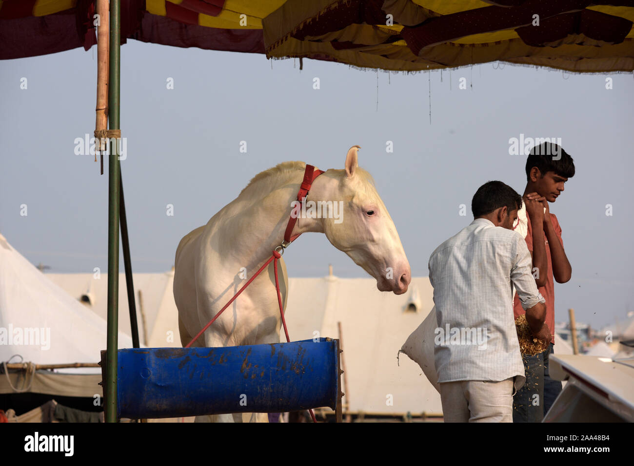 Cattle, Camel and Horse fair, India's greatest tribal gathering ...