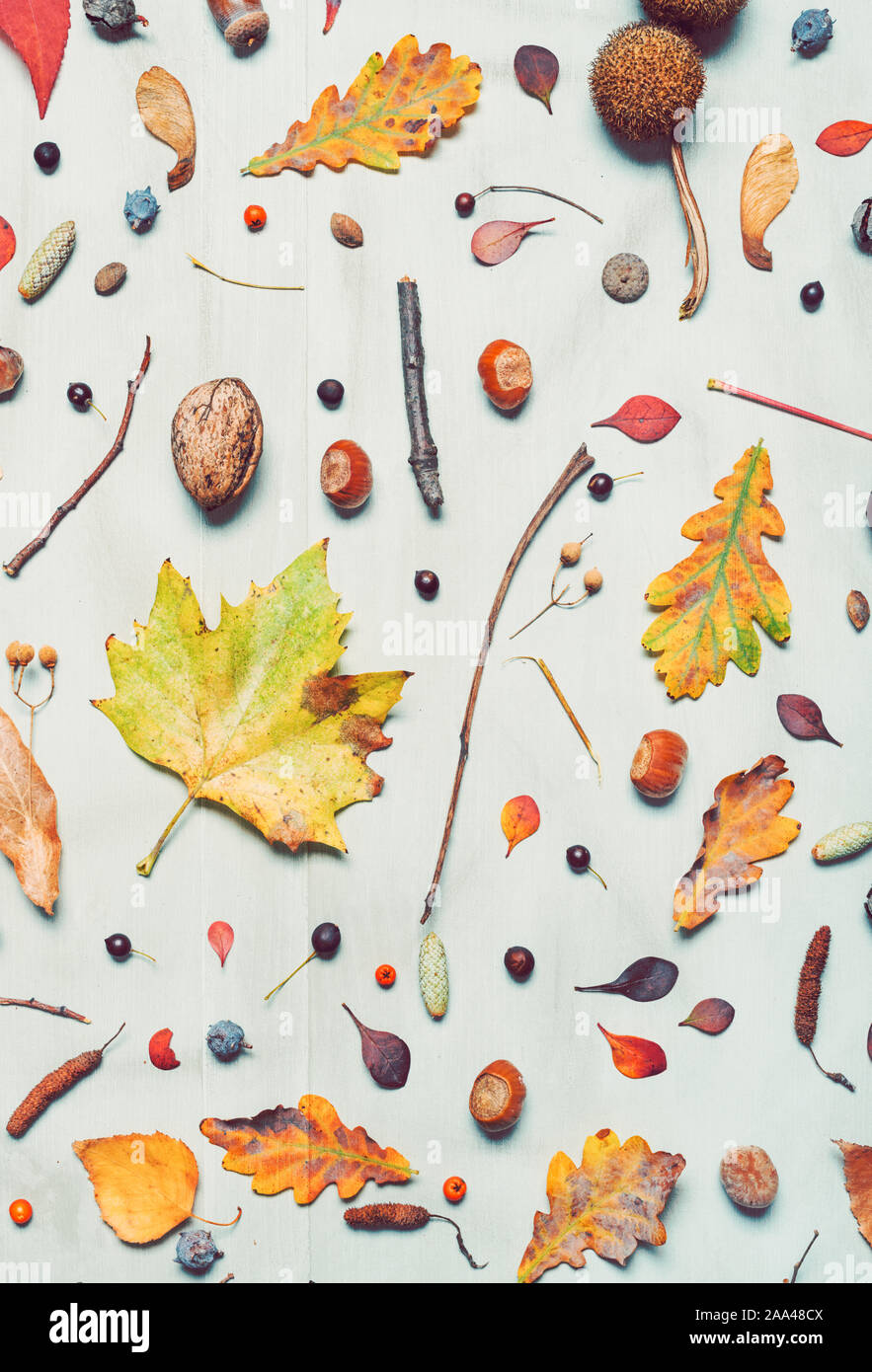Flat lay autumn season decoration, top view of leaves and branches ...