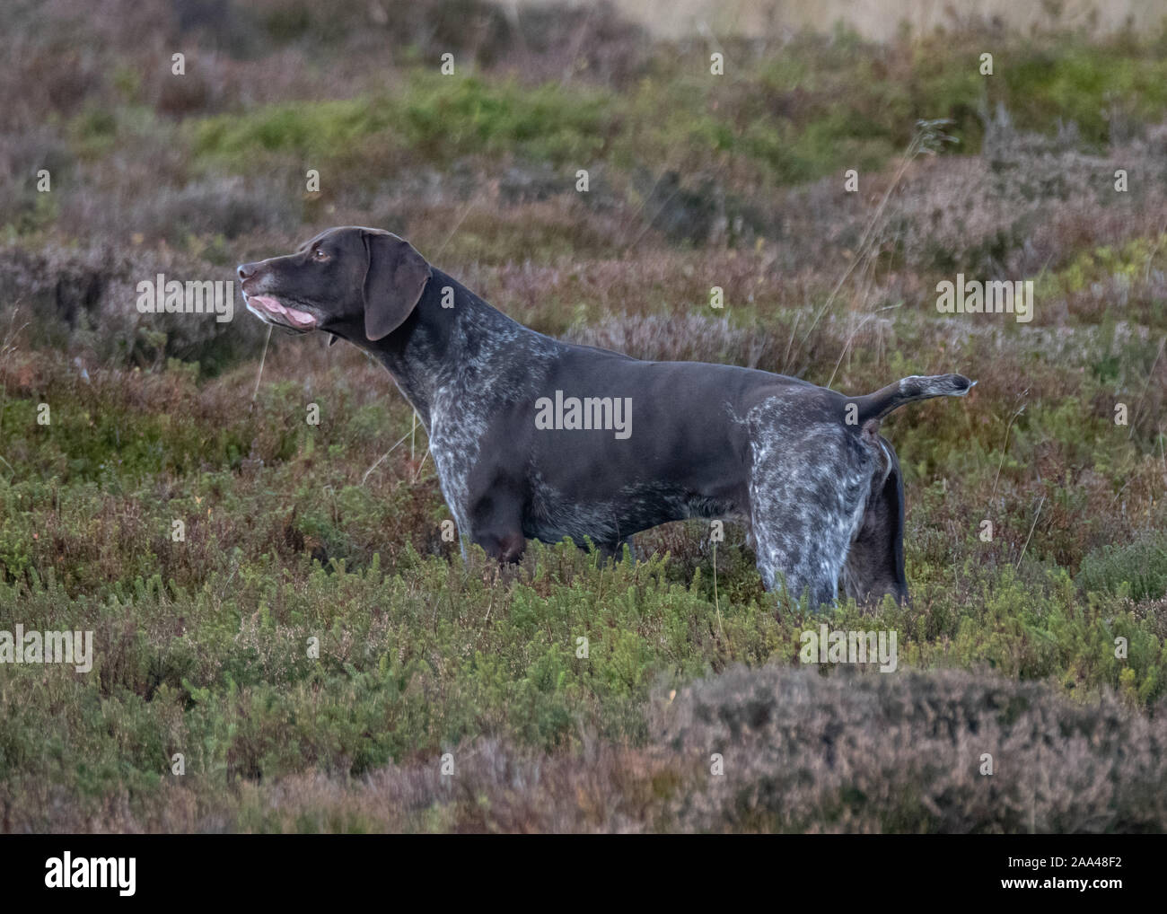 Hunt point and retrieve hi-res stock photography and images - Alamy