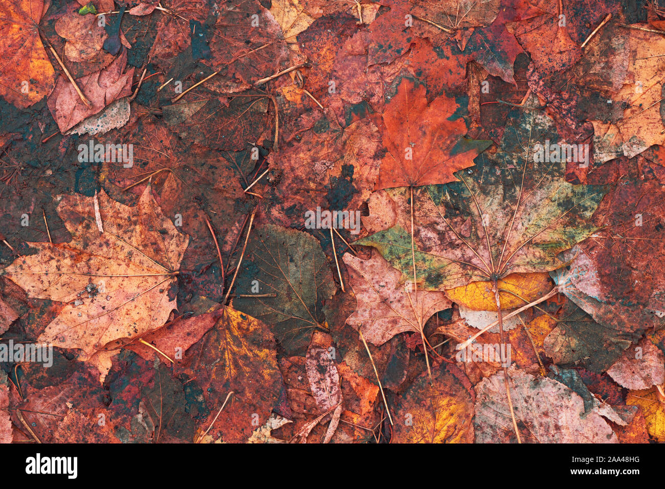 Wet ground texture hi-res stock photography and images - Alamy