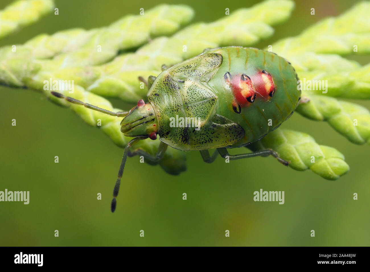 Dorsal view of Juniper Shieldbug final instar nymph (Cyphostethus ...