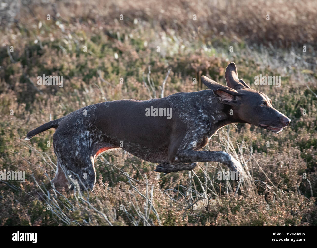 Hunt point and retrieve hi-res stock photography and images - Alamy