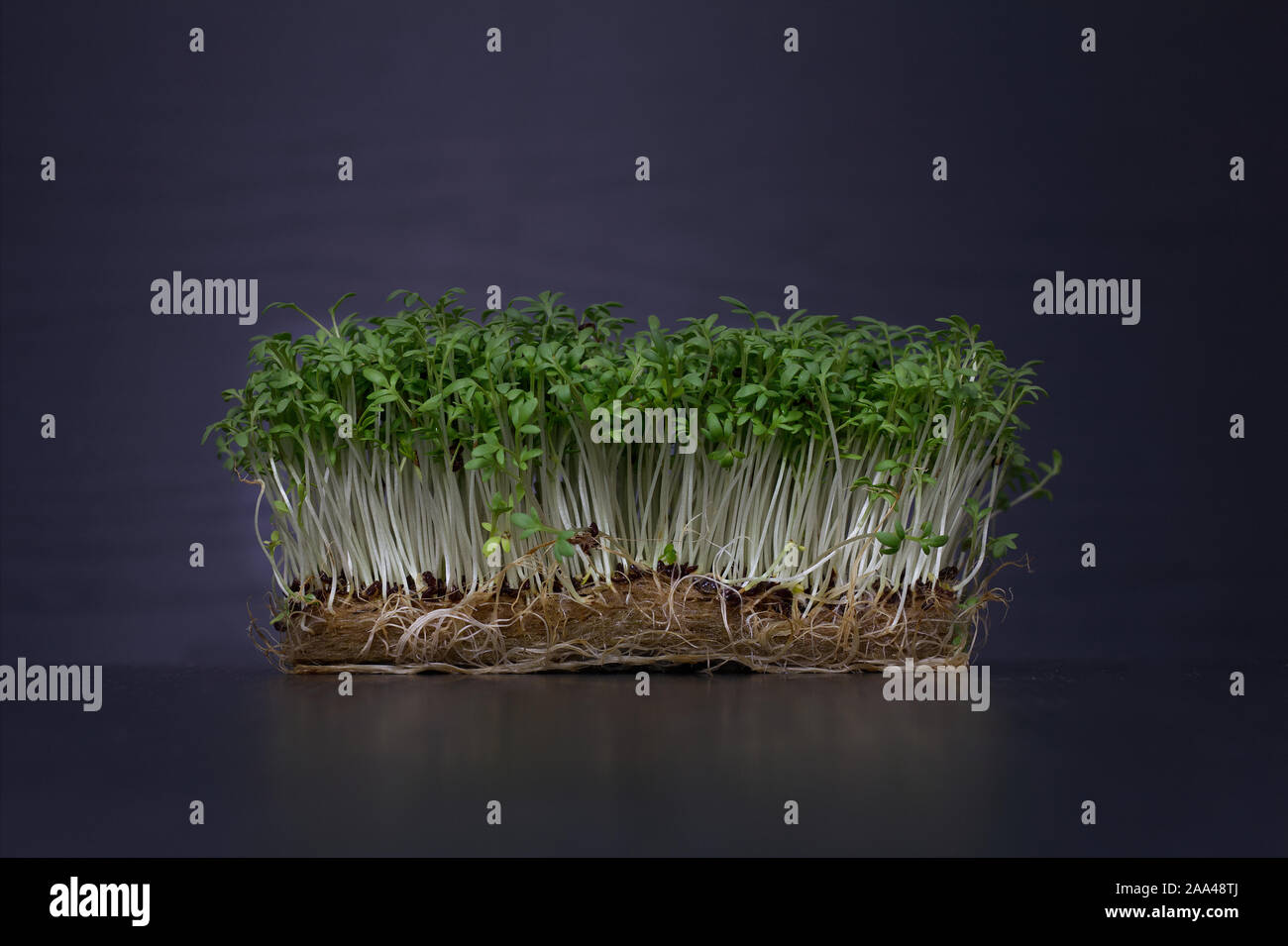 Brunenkresse hi-res stock photography and images - Alamy