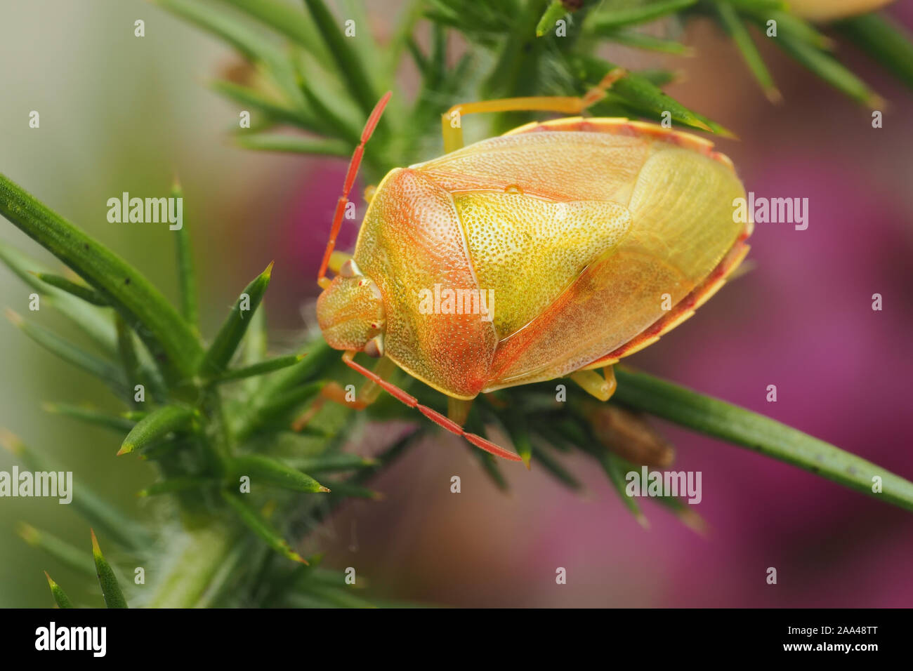 Teneral Gorse Shieldbug (Piezodorus lituratus) at rest on gorse bush. Tipperary, Ireland Stock ...