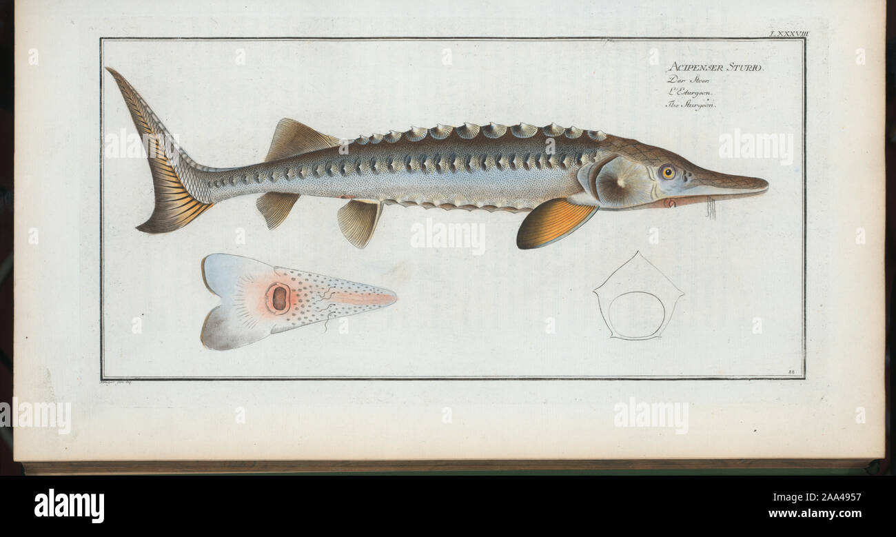 Gross, 1994, #120; Acipencer Sturio, The Sturgeon Stock Photo - Alamy