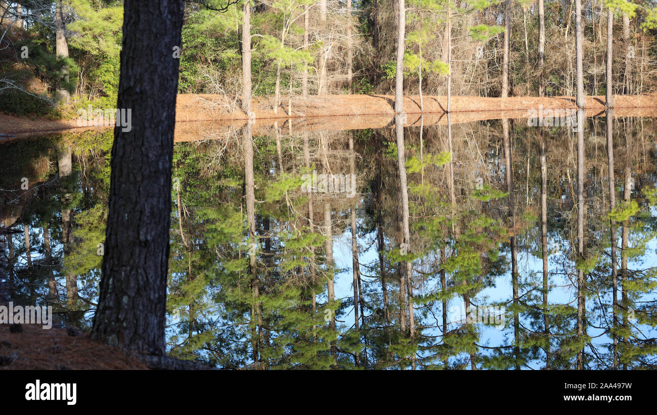 Tree on still water hi-res stock photography and images - Alamy