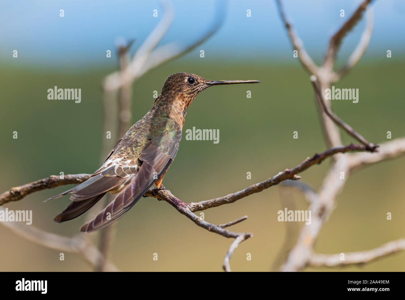 Giant Hummingbird - Patagona gigas, special large hummingbird from ...