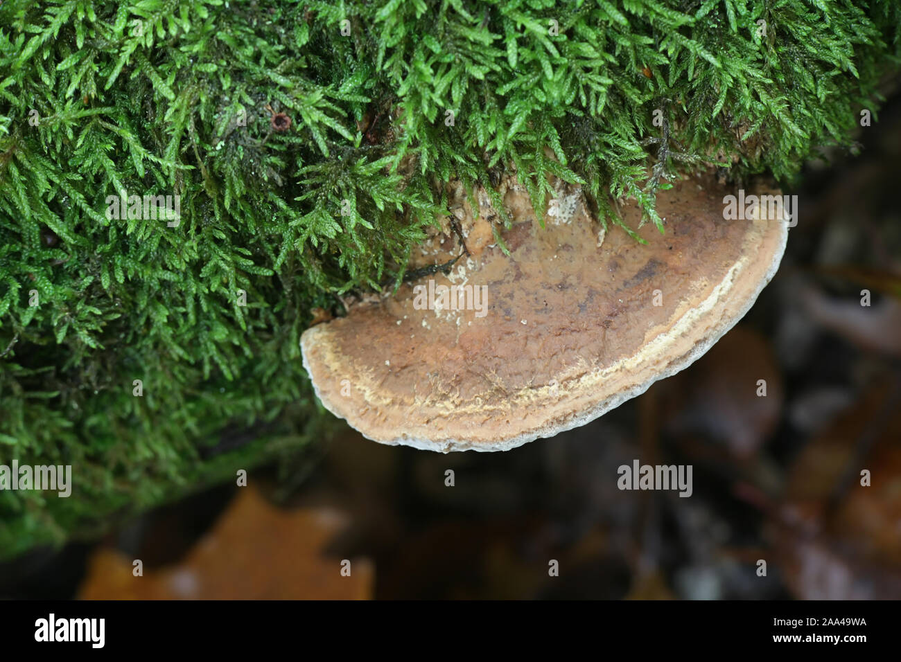 Daedalea quercina, known as oak mazegill or maze-gill fungus Stock ...