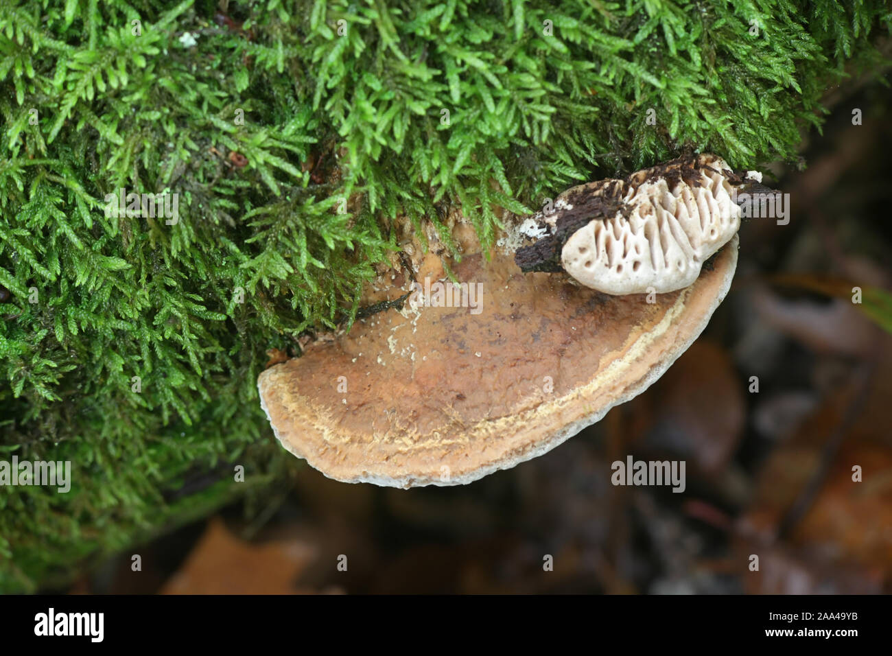 Lenzites quercina hi-res stock photography and images - Alamy