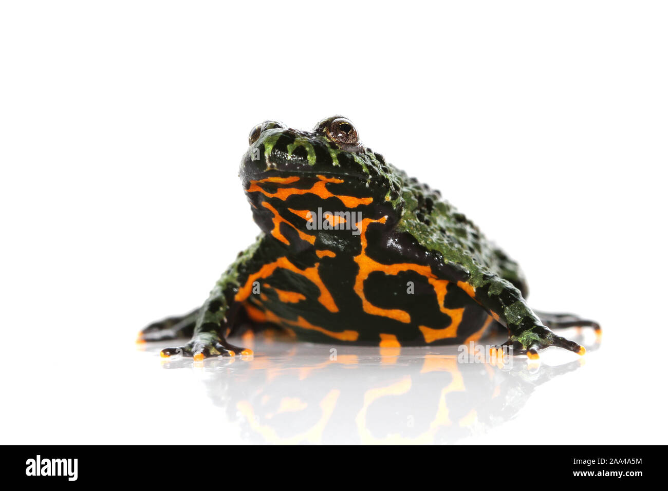 Fire bellied hi-res stock photography and images - Alamy