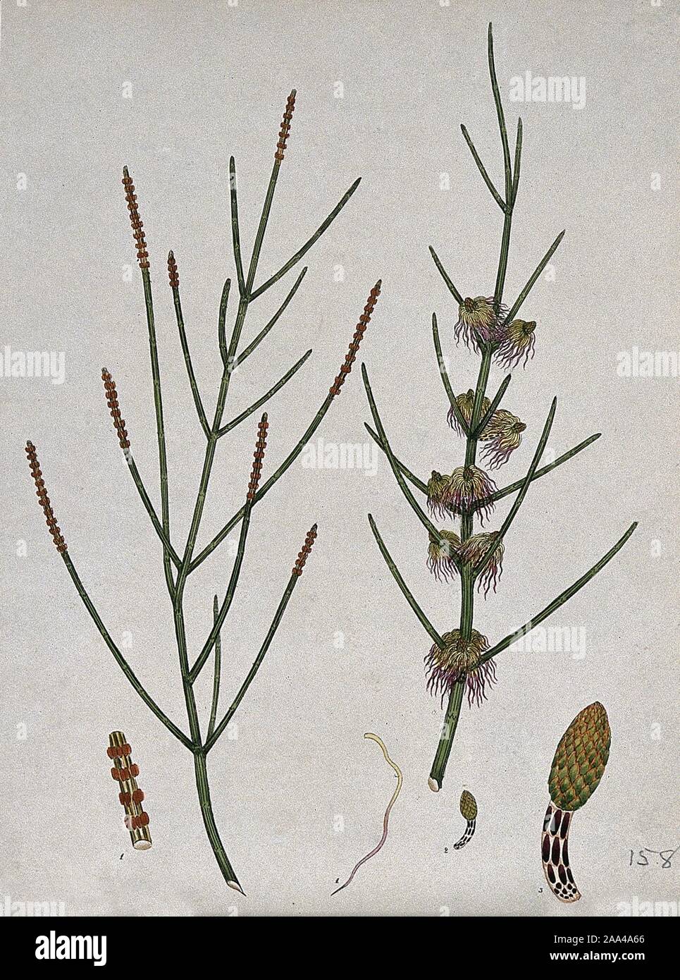 Swamp sheoak hi-res stock photography and images - Alamy