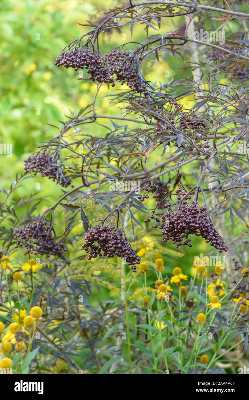 Schwarzer Holunder (Sambucus nigra BLACK LACE Stock Photo - Alamy