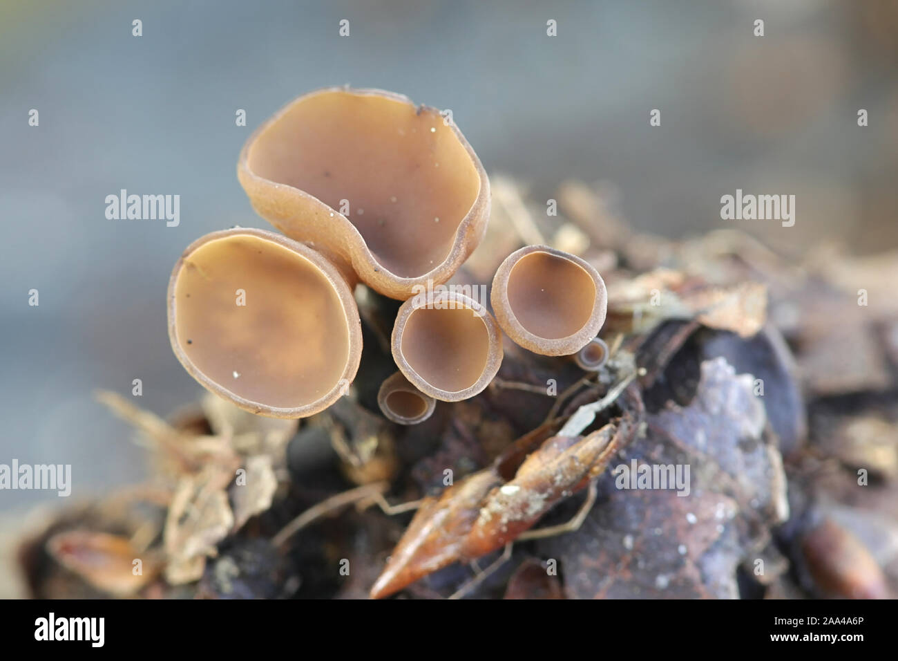 Ciboria batschiana hi-res stock photography and images - Alamy