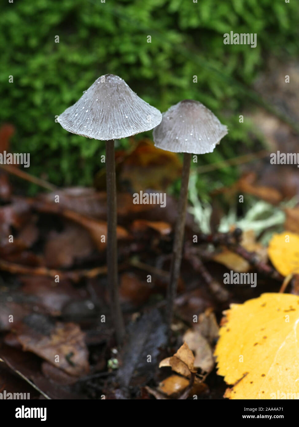 Mycena polygramma, known as the grooved bonnet, wild mushroom from ...
