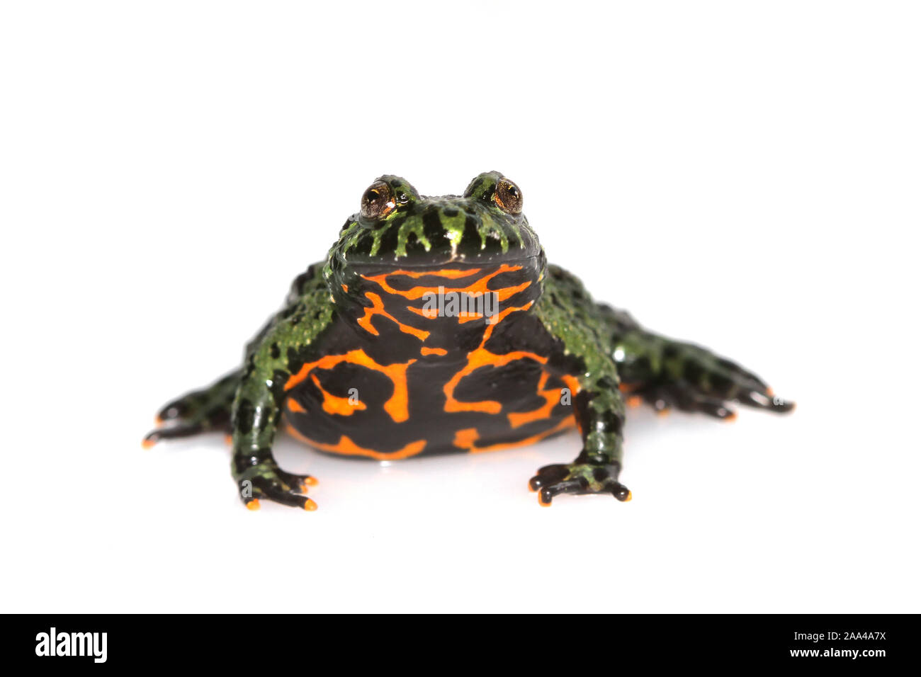 Fire bellied toad hi-res stock photography and images - Alamy