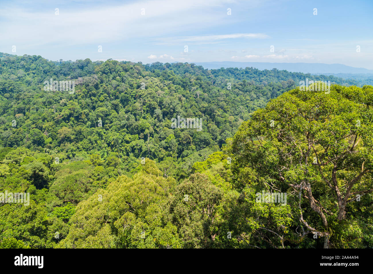 View of Ulu Temburong National Park or fathul park, in Temburong ...