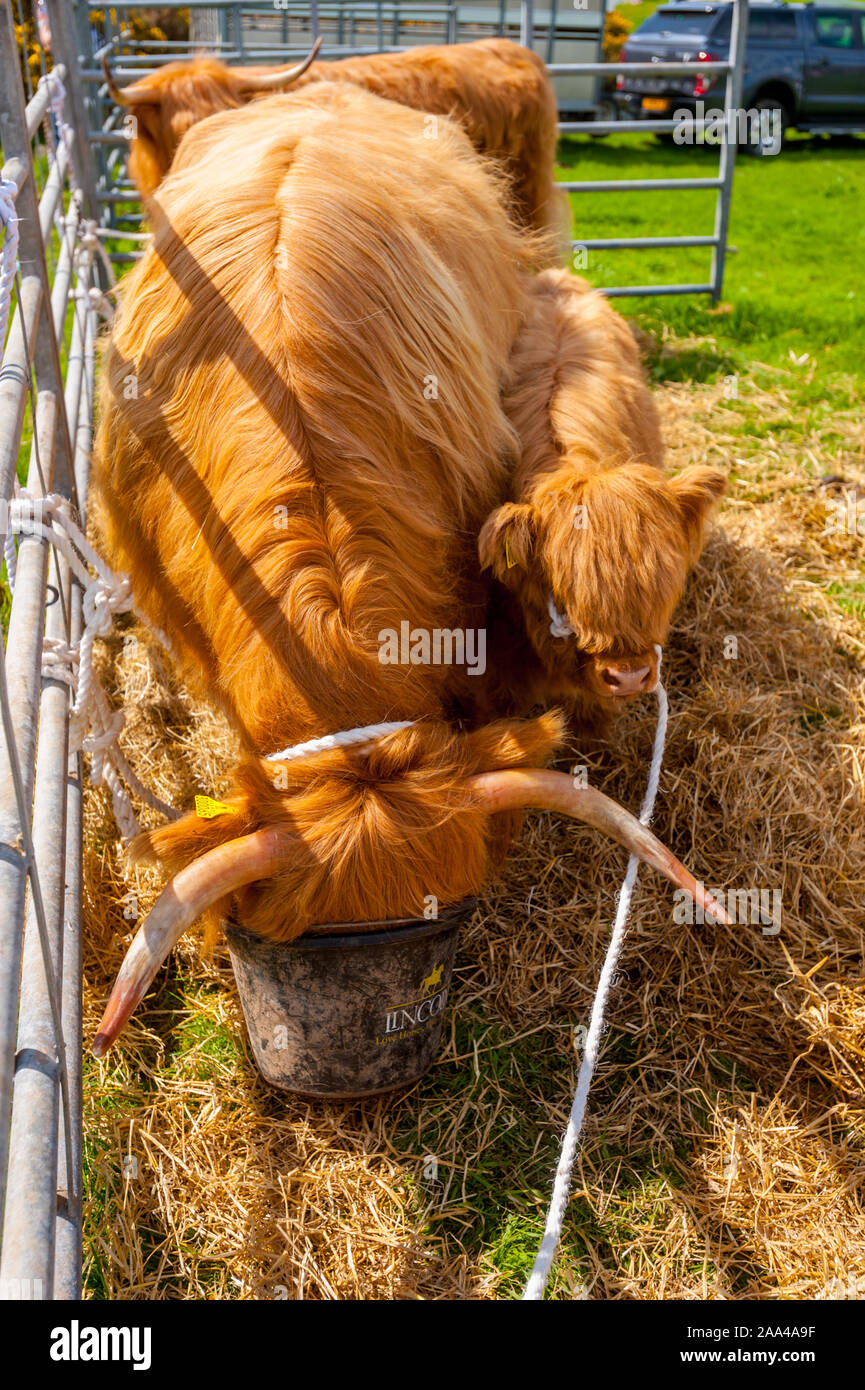 Highland Cattle at The Village Cattle show at the Knapps Kilmacolm ...