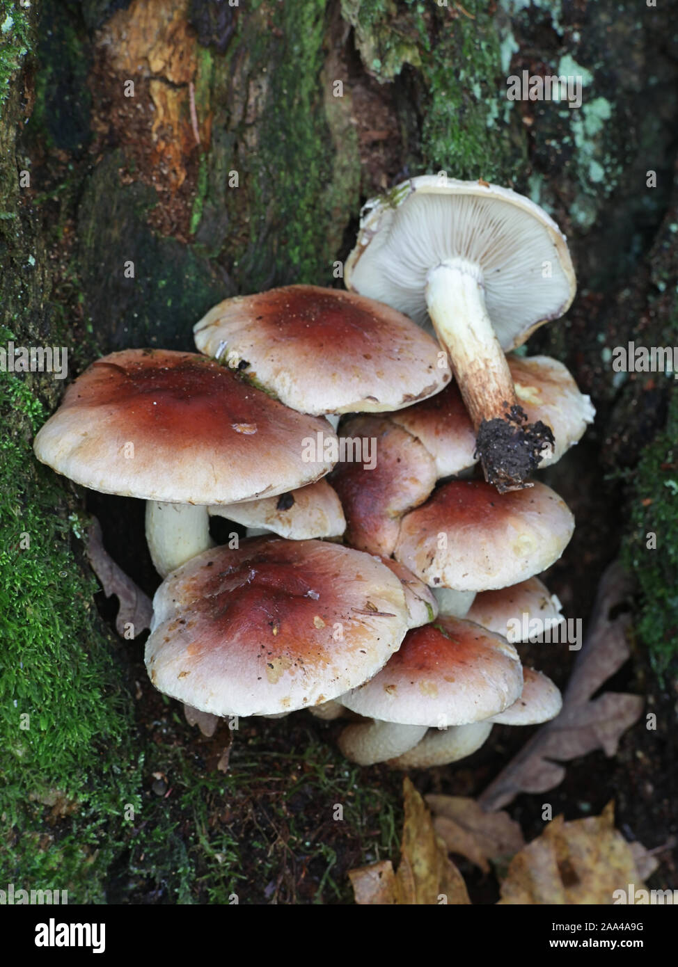 Hypholoma lateritium, known as bricktuft or brick cap mushroom, wild ...