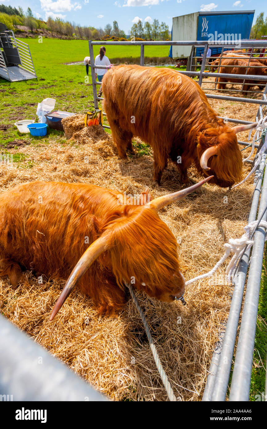 Highland cattle in there pens at The Village Cattle show at the Knapps ...