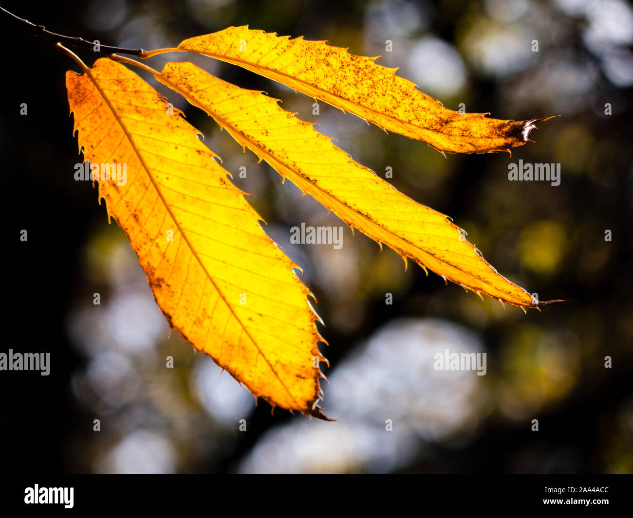 Yellow Leaves, Autumn Trees, Windsor Great Park, Surrey, England, UK ...