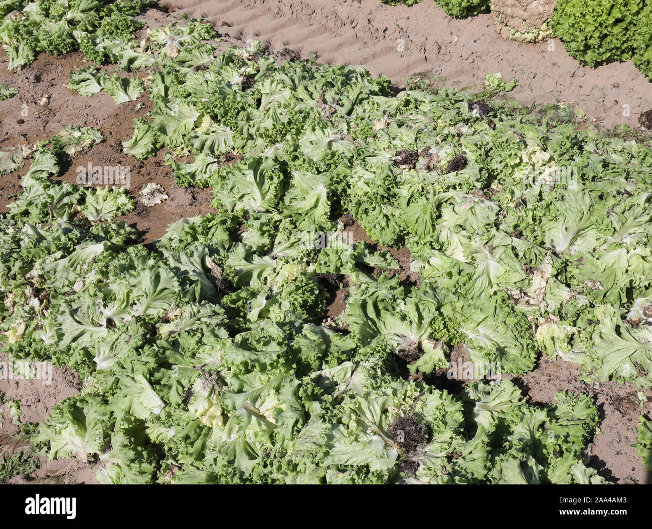 Damaged lettuce hi-res stock photography and images - Alamy