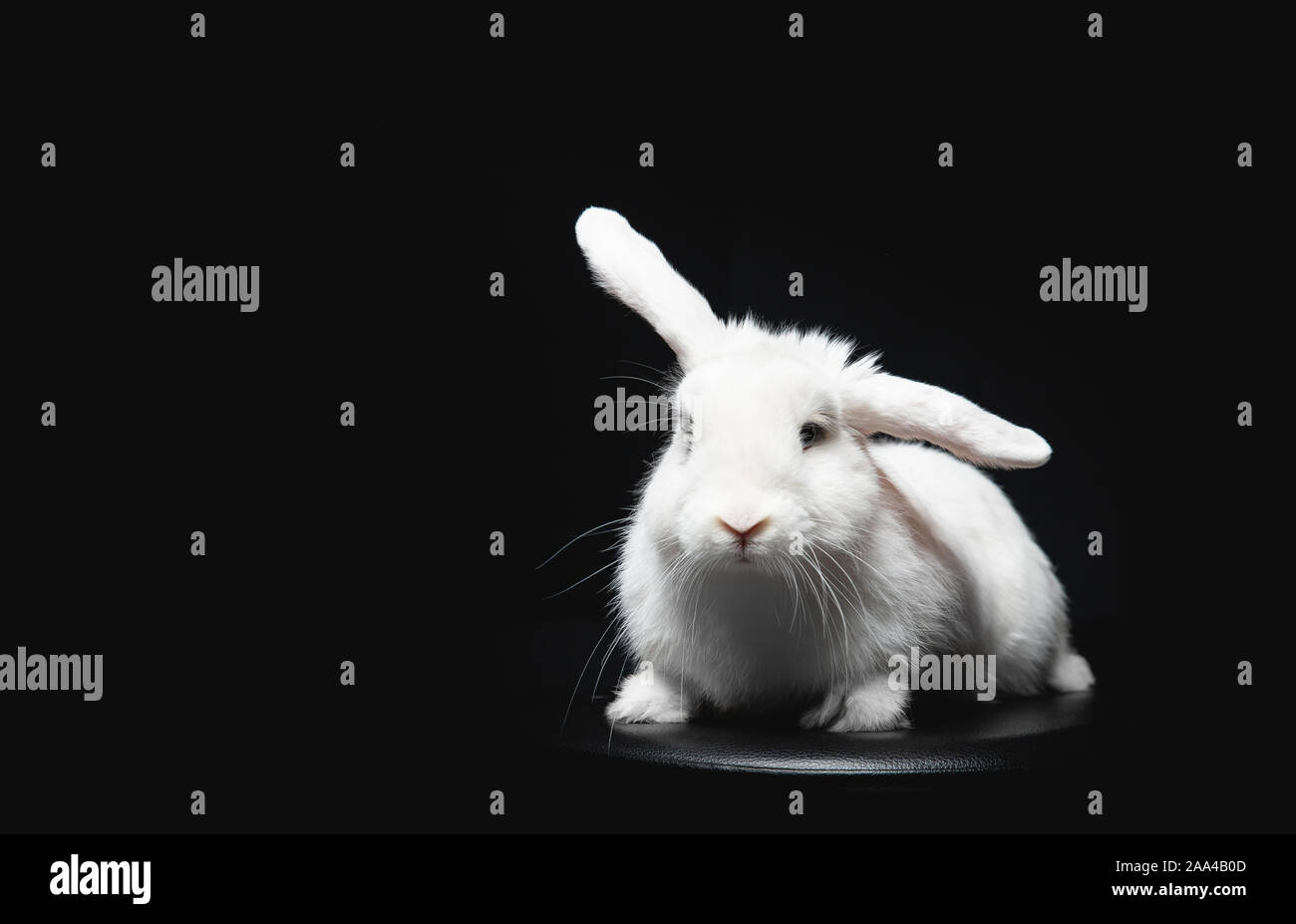 Funny hair rabbit long hi-res stock photography and images - Alamy
