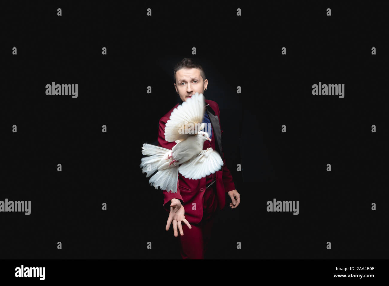 Magician man shows trick with trained white dove bird Stock Photo - Alamy