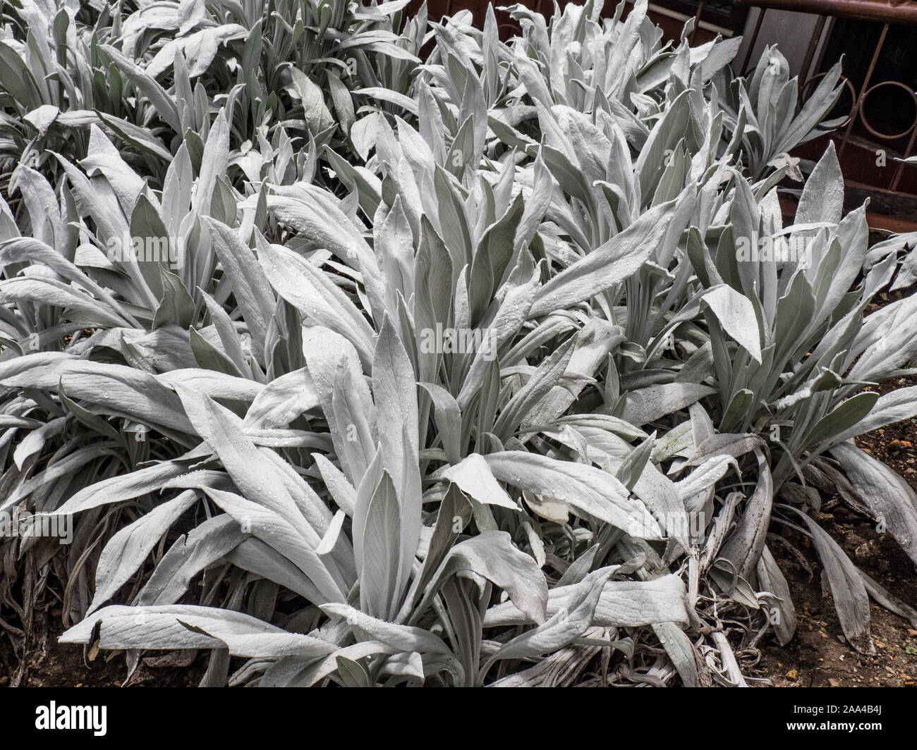 Frailejon plant hi-res stock photography and images - Alamy