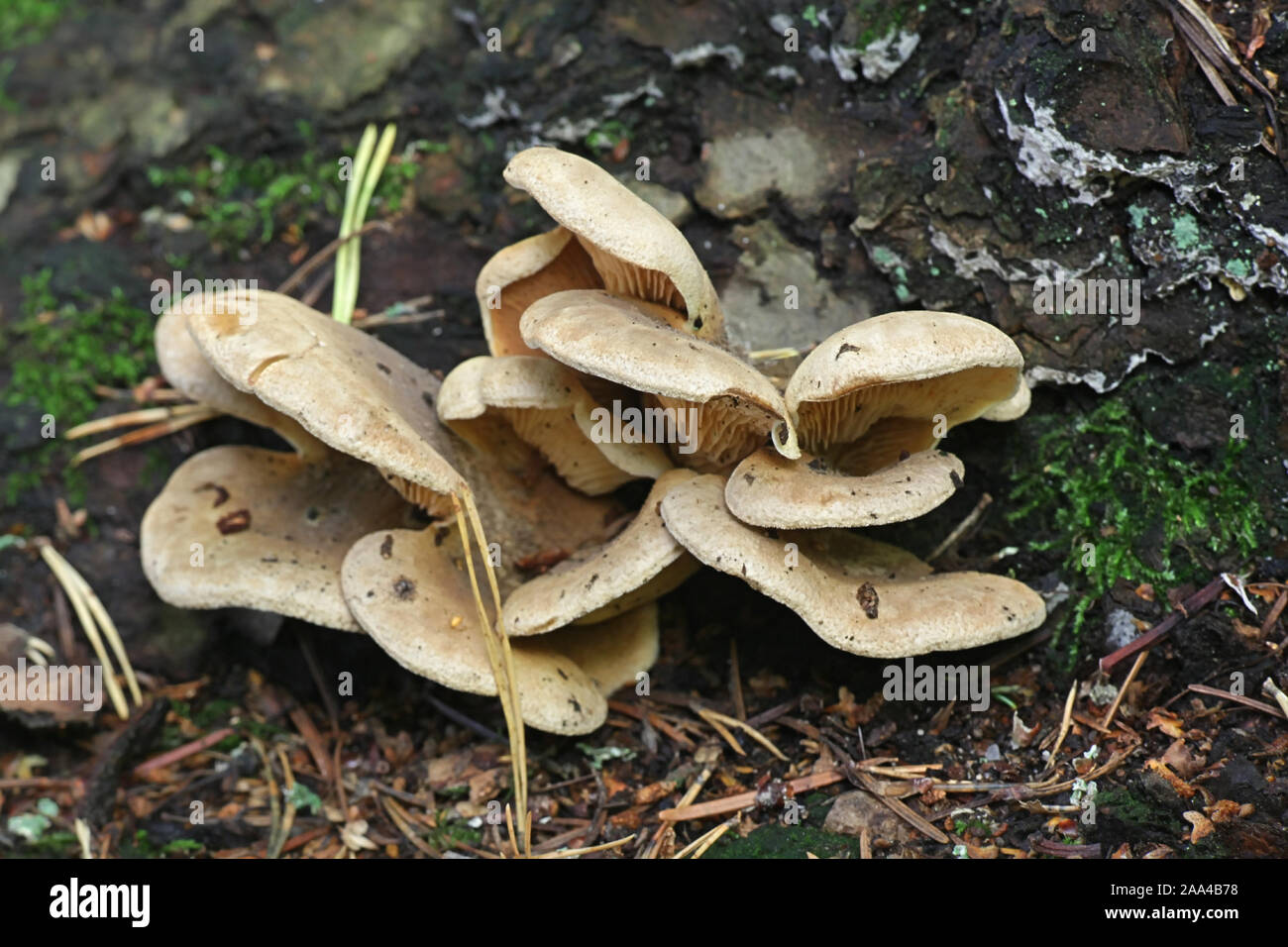 Paxillus panuoides hi-res stock photography and images - Alamy