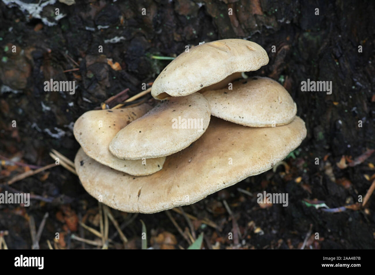 Paxillus panuoides hi-res stock photography and images - Alamy
