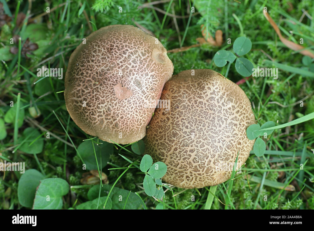 Blue foot mushrooms hi-res stock photography and images - Alamy