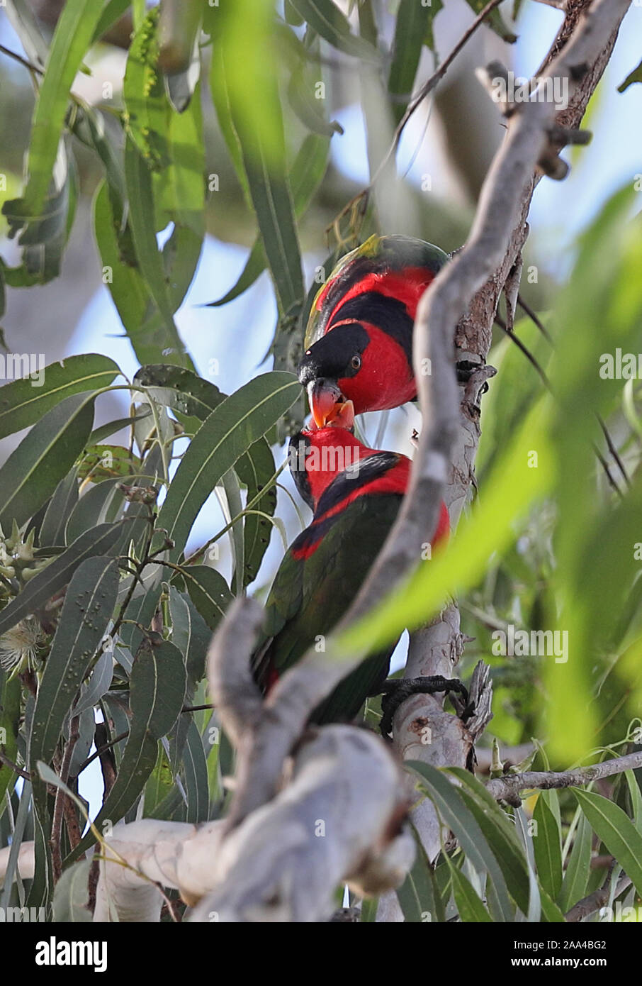 Black-capped Lory (Lorius lory erythrothorax) pair exchanging food ...